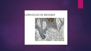 corpúsculos-husos musculares y tendinosos | PPTX