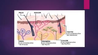 corpúsculos-husos musculares y tendinosos | PPTX