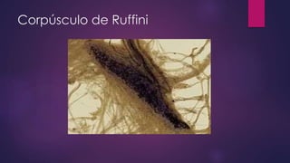 corpúsculos-husos musculares y tendinosos | PPTX