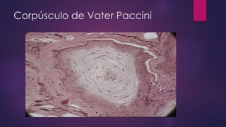 corpúsculos-husos musculares y tendinosos | PPTX