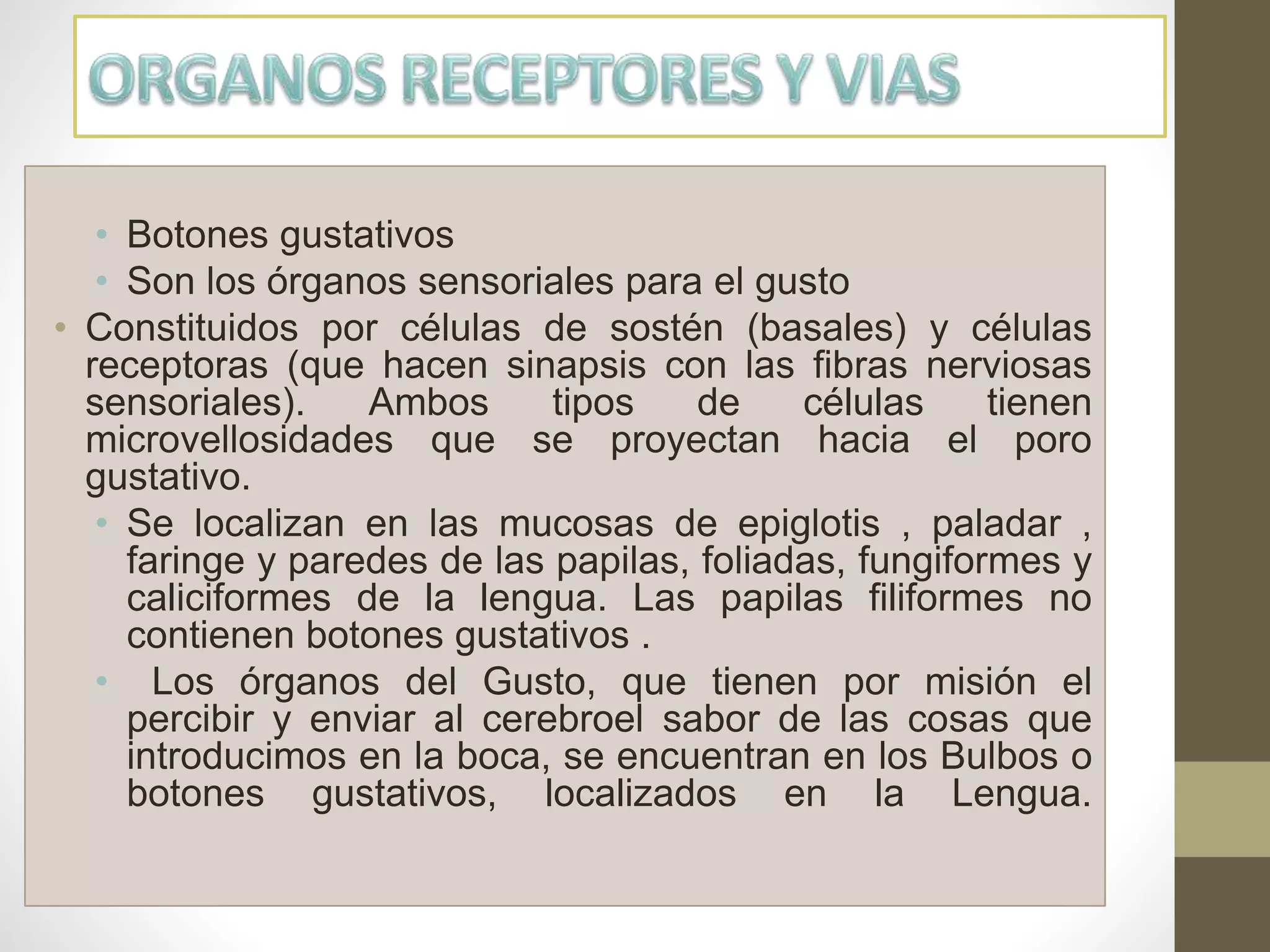 Neuroanatomia sentido del gusto | PPTX