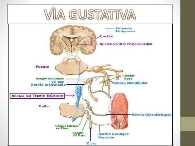 Neuroanatomia sentido del gusto