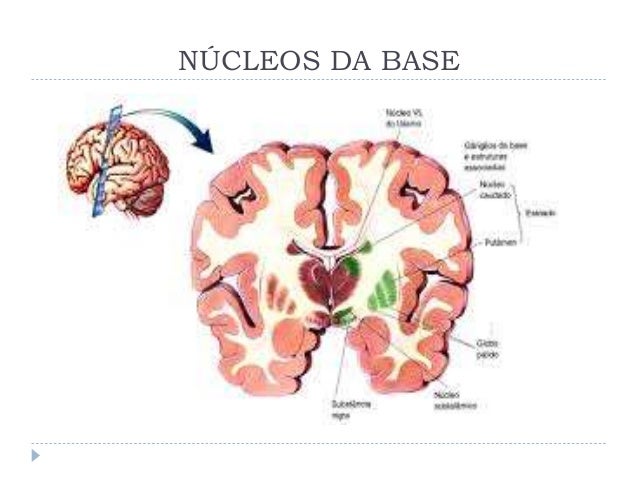 Neuroanatomia