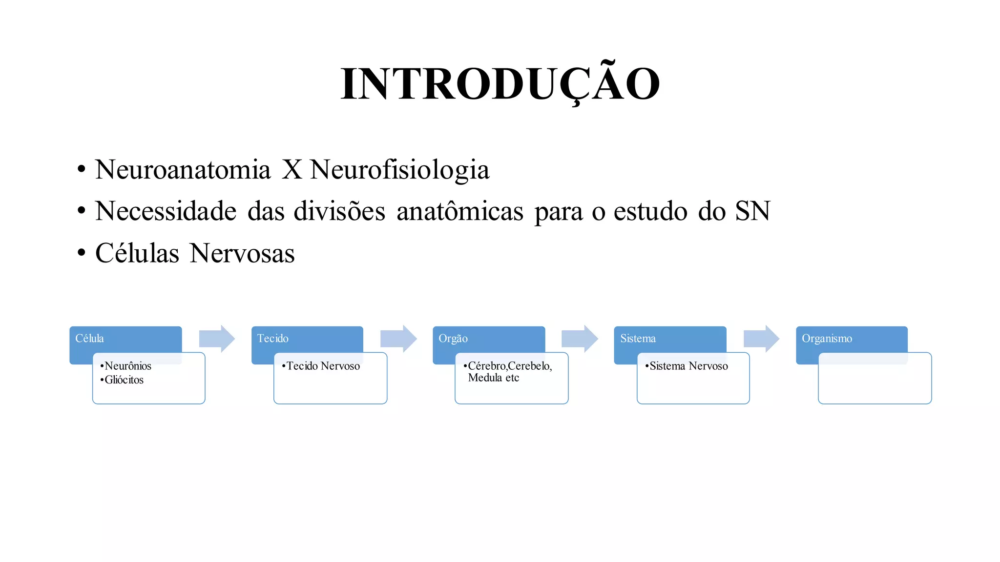 Neuroanatomia Básica | PPT