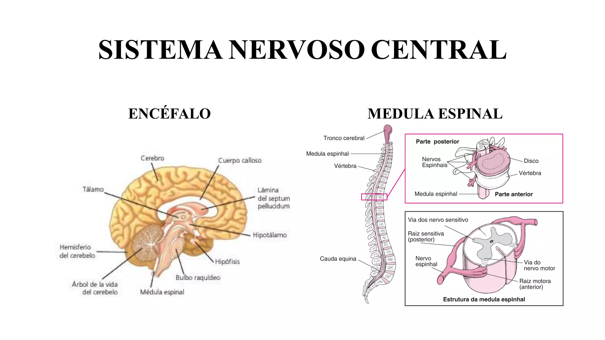 Neuroanatomia Básica | PPT