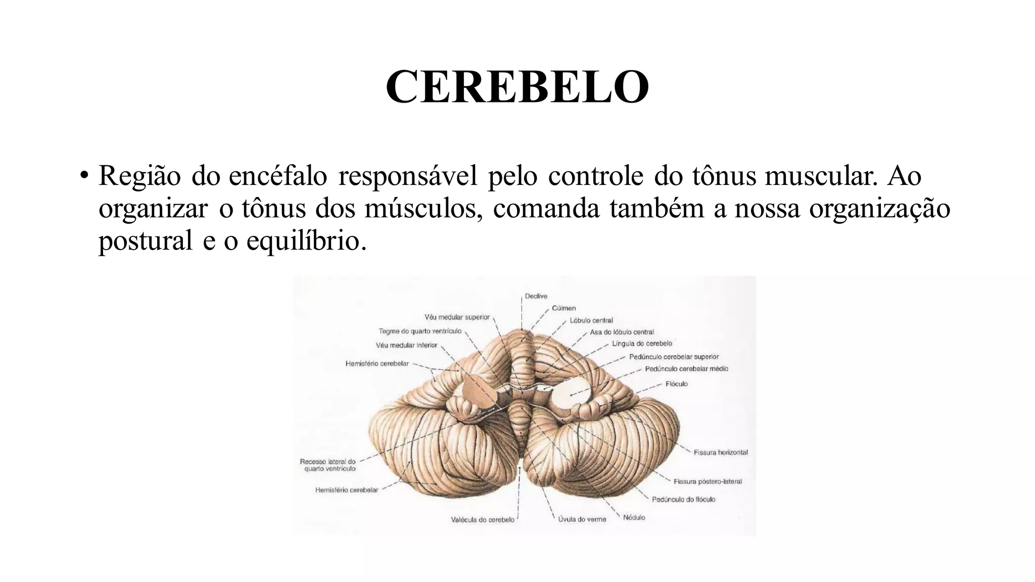 Neuroanatomia Básica | PPT