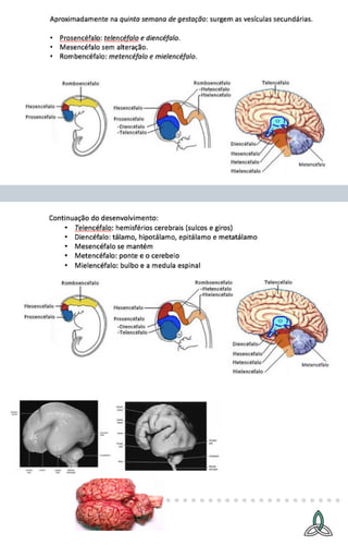 Neuroanatomia | PDF