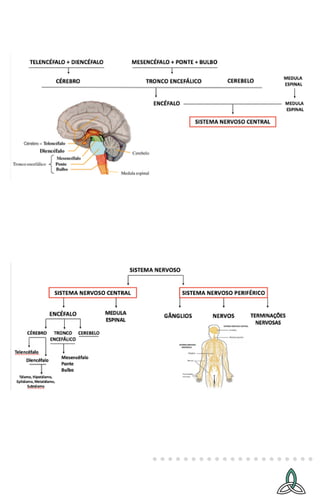 Neuroanatomia | PDF