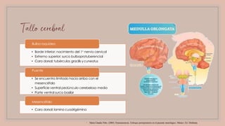 neuroanatomia .pdf