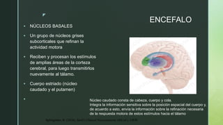 NEUROANATOMIA.pptx