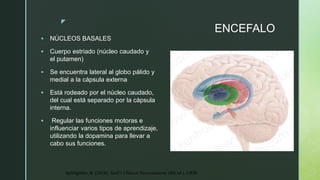 NEUROANATOMIA.pptx