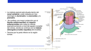 neuroanatomia.pptx