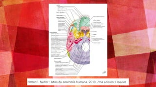 neuroanatomia.pptx