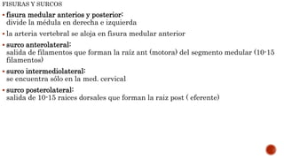 NEUROANATOMIA.pptx