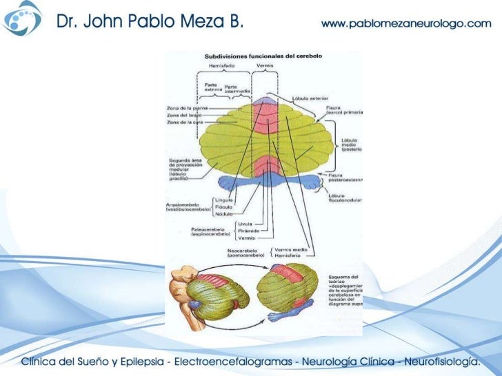 Neuroanatomia Anatomia Cerebelo
