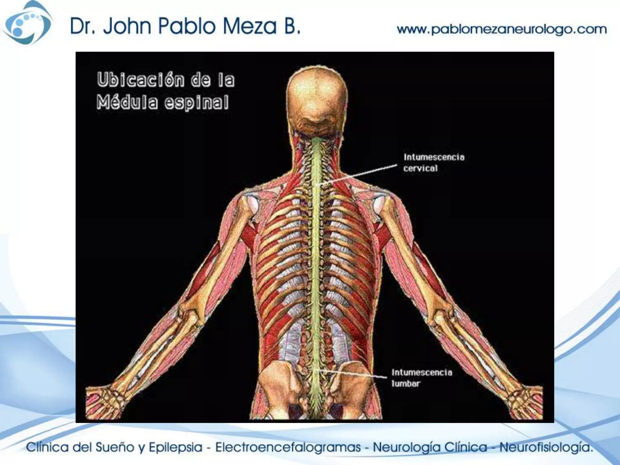 Neuroanatomia anatomia de la médula espinal | PPTX