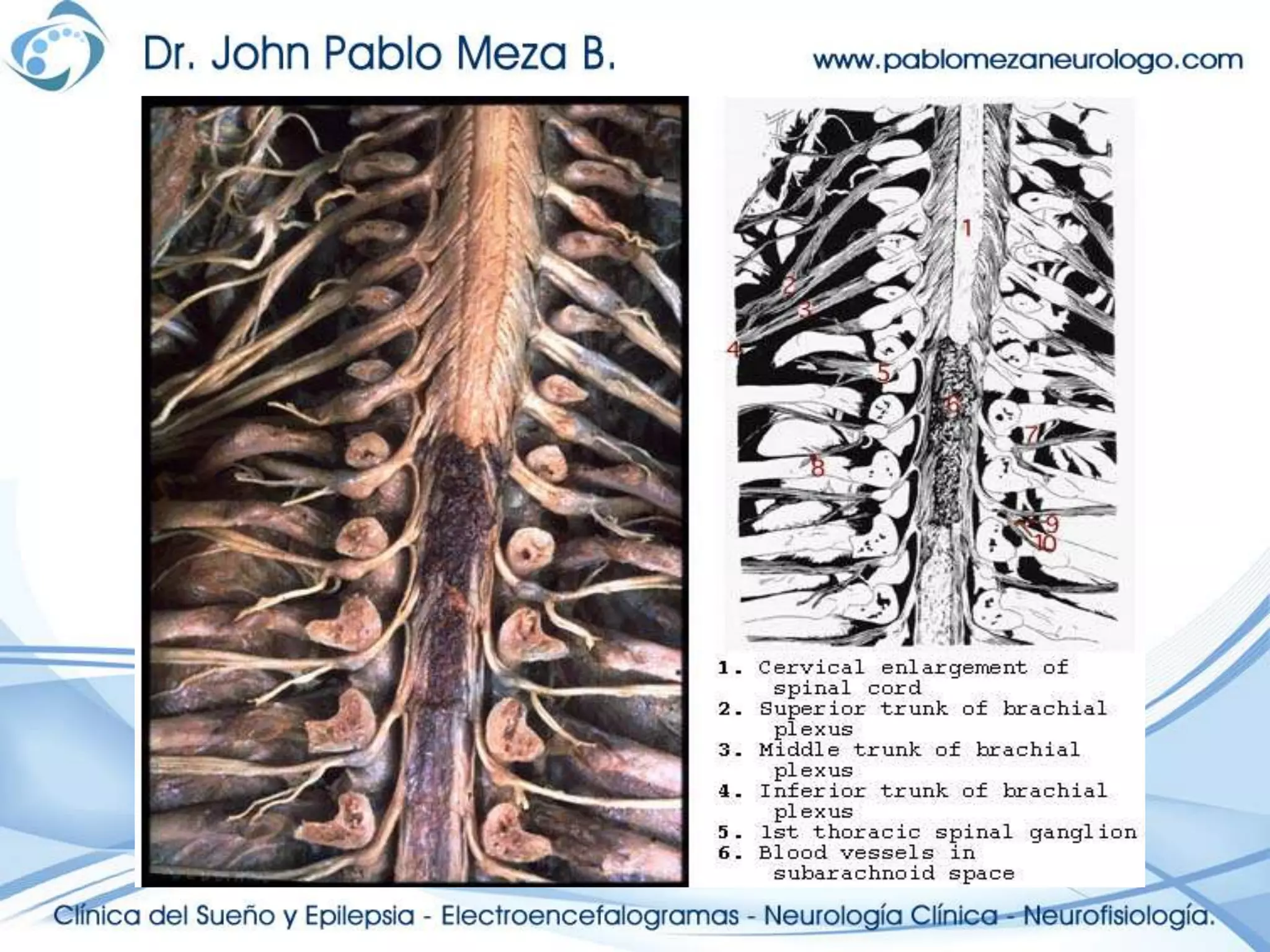 Neuroanatomia anatomia de la médula espinal | PPTX