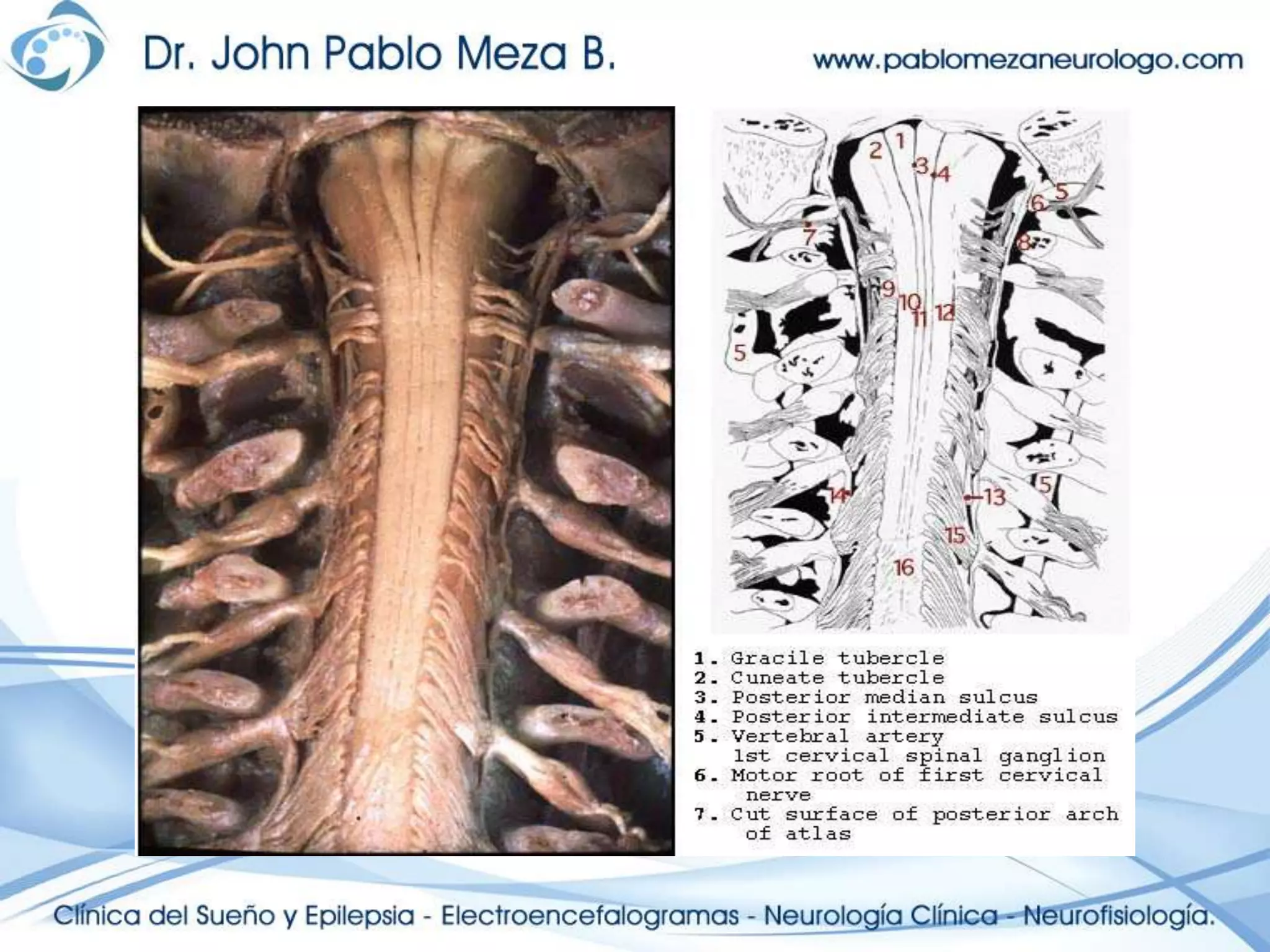 Neuroanatomia anatomia de la médula espinal | PPTX