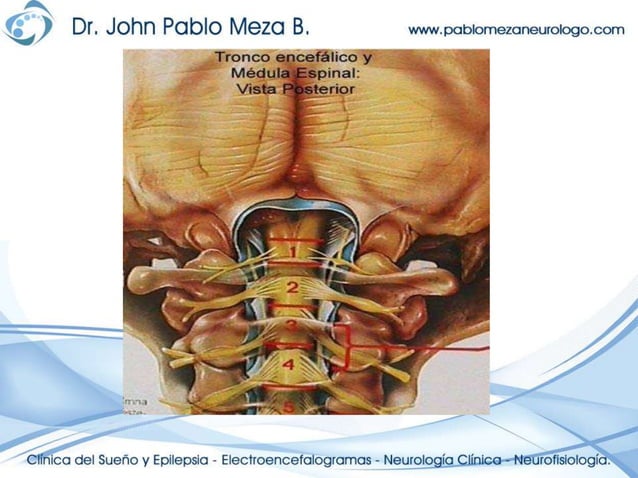 Neuroanatomia anatomia de la médula espinal | PPTX