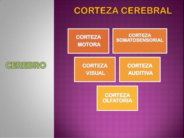 Neuroanatomia encefalo-