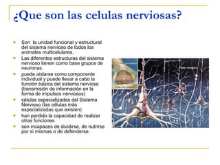 Estructura de la neurona | PPT
