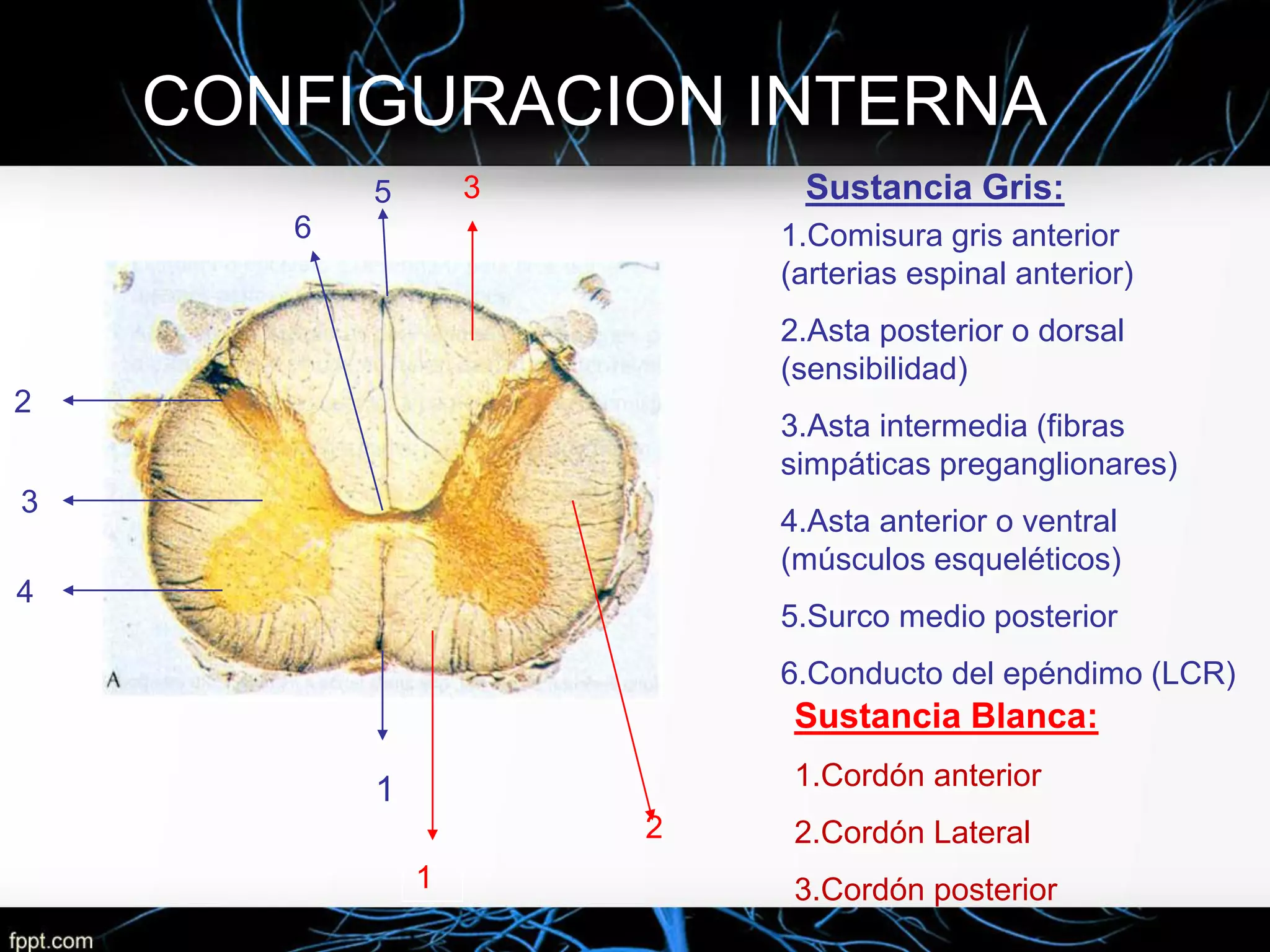 Neuroanatomia. Medula espinal | PDF