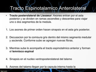 Neuroanatomia. Medula espinal | PDF