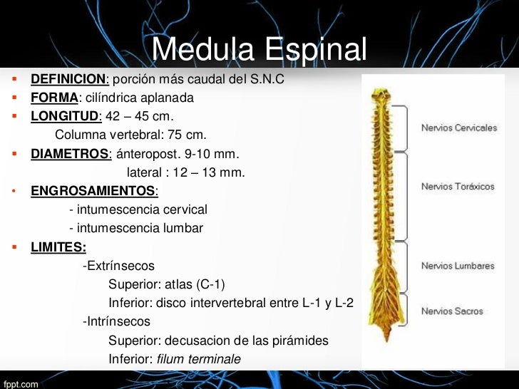 Neuroanatomia. Medula espinal Neuroanatomia. Medula espinal