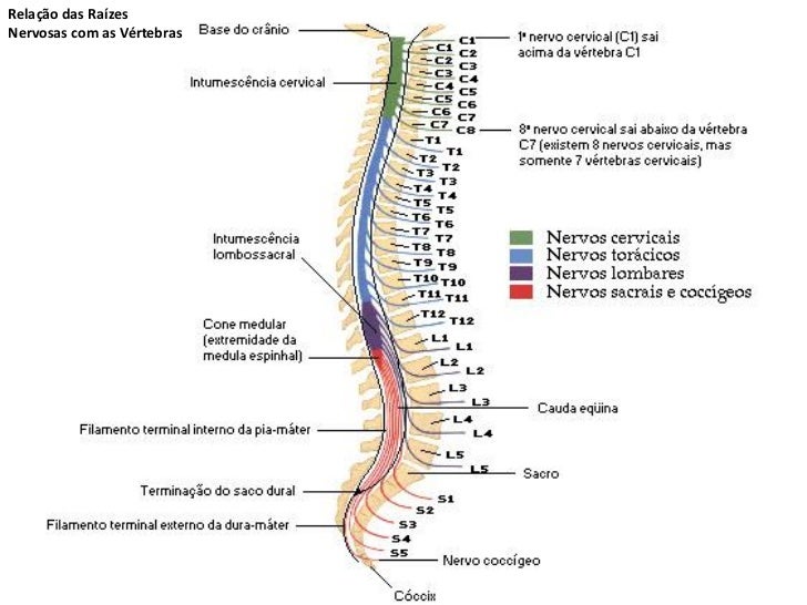 Neuroanatomia medula espinhal