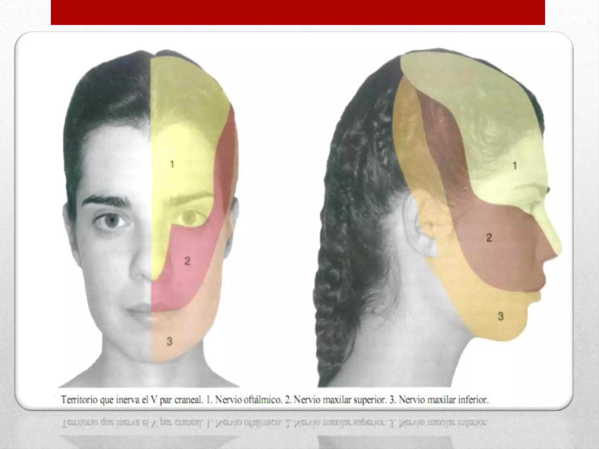 Neuroanatomia del trigemino - Grupo 01 | PPT