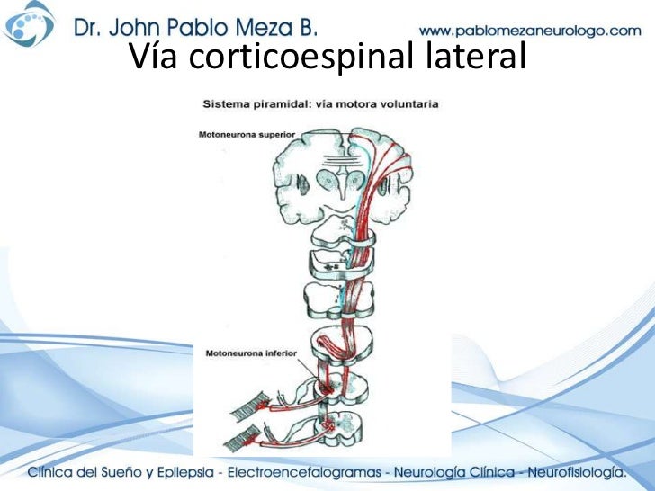 Neuroanatomia vias medulares