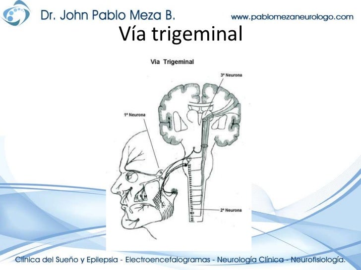 Neuroanatomia vias medulares