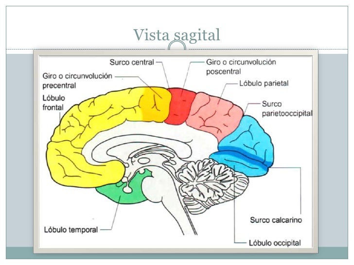 Neuroanatomia apuntes