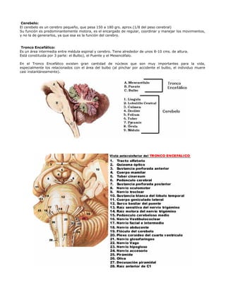 Neuroanatomia basica | PDF