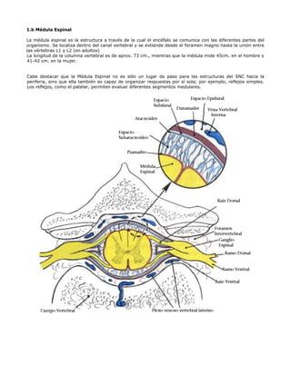 Neuroanatomia basica | PDF