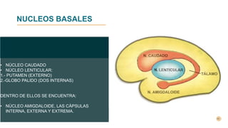 NEUROANATOMIA BLANCA VAZQUEZ{.pptx