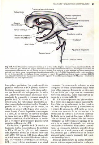 Neuroanatomia carpenter 4 ed | PDF