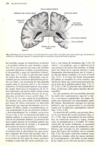Neuroanatomia carpenter 4 ed | PDF
