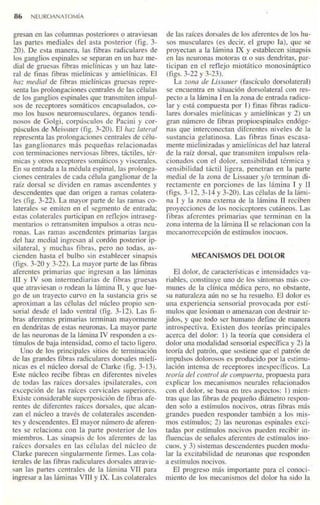 Neuroanatomia carpenter 4 ed | PDF