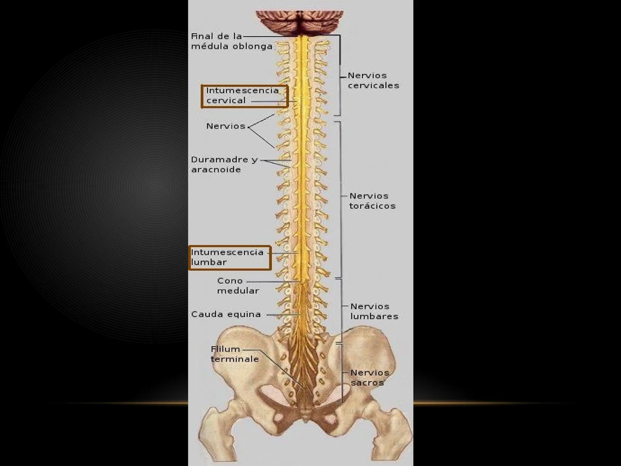 Neuroanatomia clase 6.2b (Final) MEDULA ESPINAL.pptx
