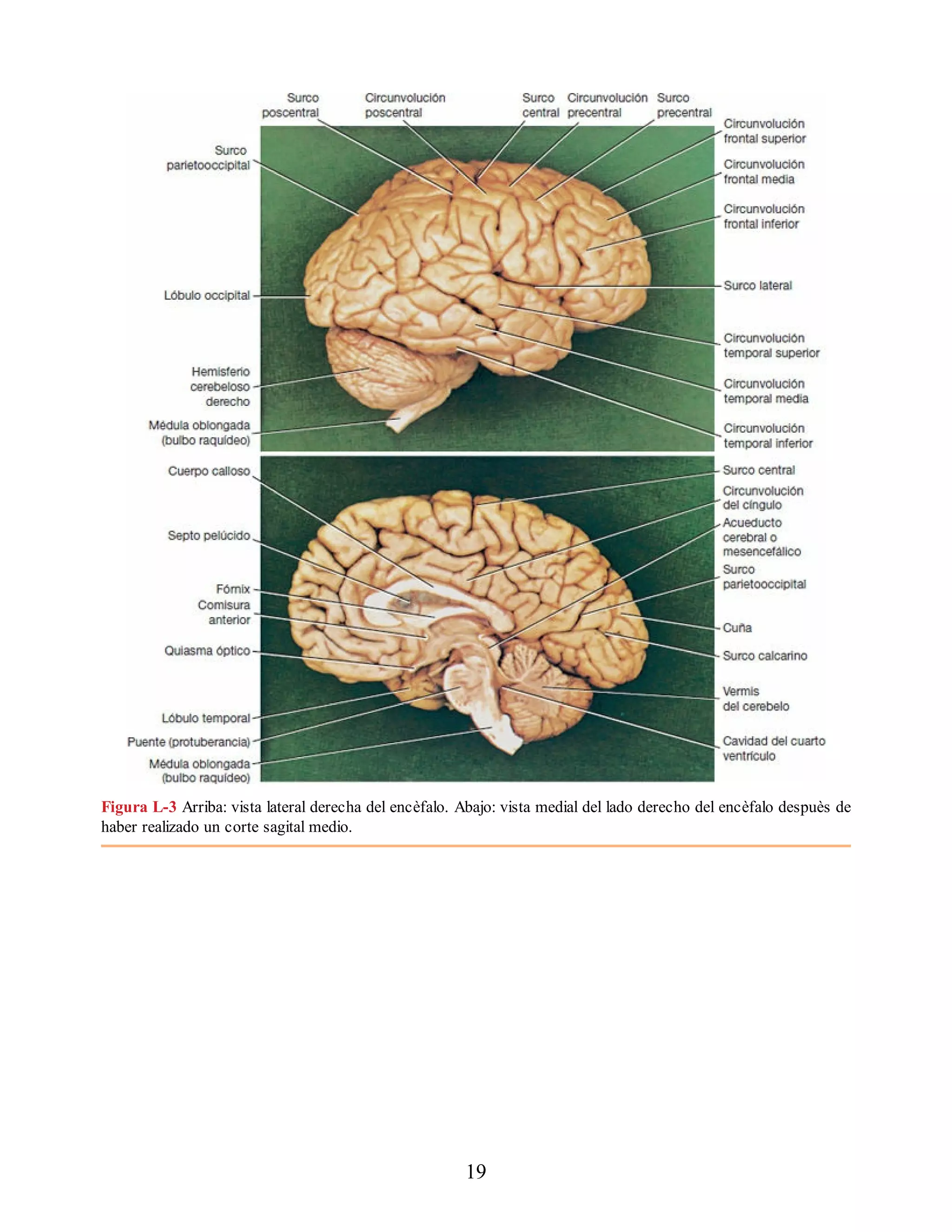 Neuroanatomia Clinica Snell 7a Edicion_booksmedicos.org.pdf