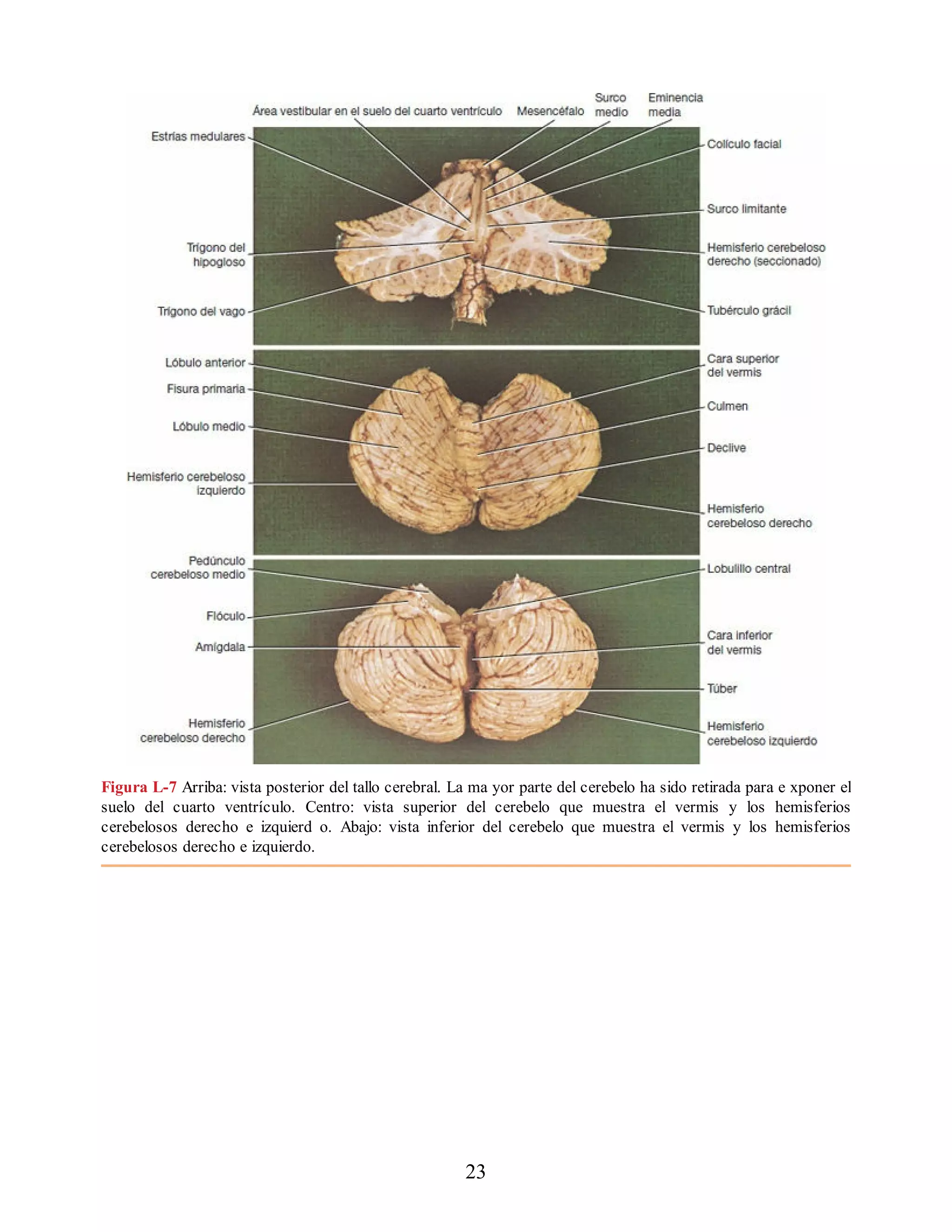 Neuroanatomia Clinica Snell 7a Edicion_booksmedicos.org.pdf
