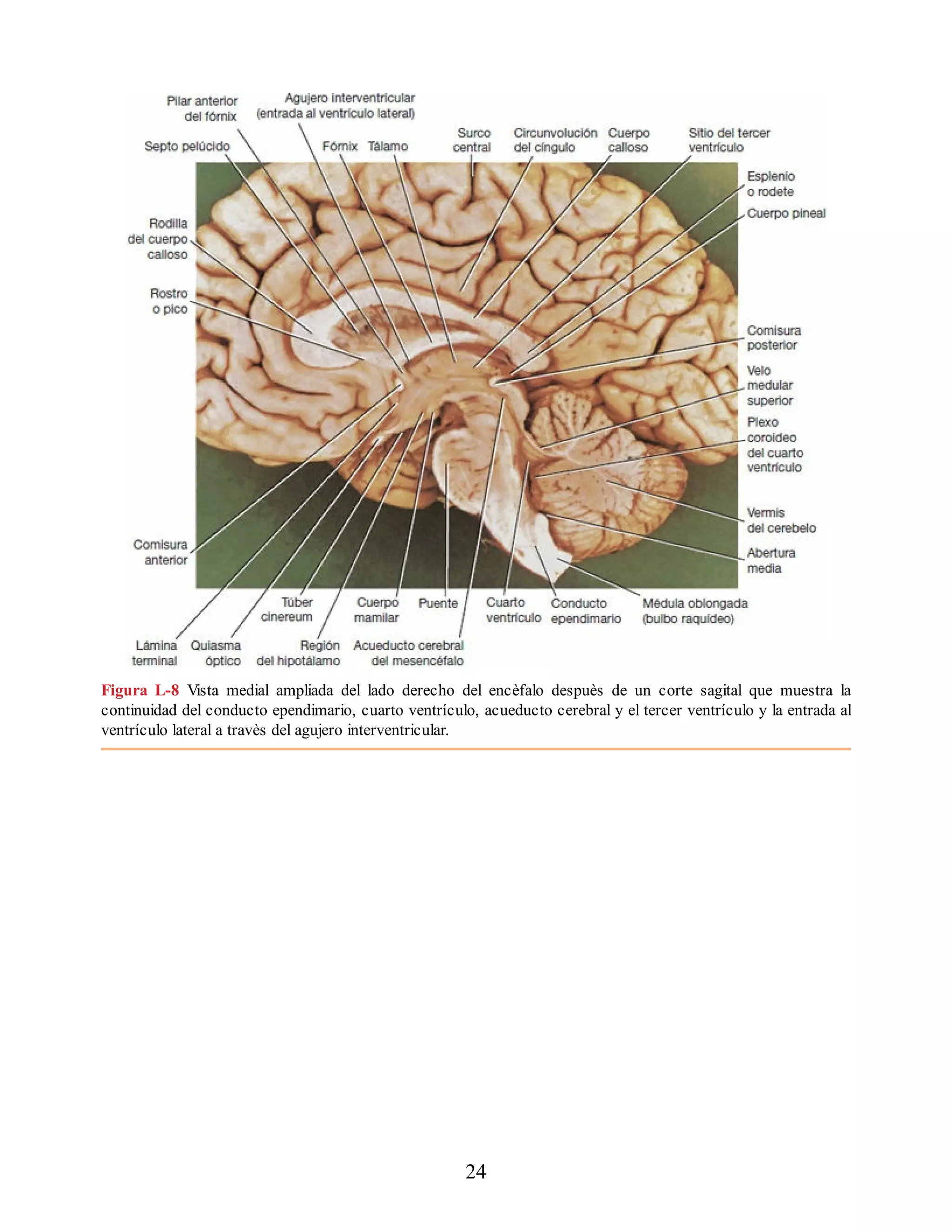 Neuroanatomia Clinica Snell 7a Edicion_booksmedicos.org.pdf