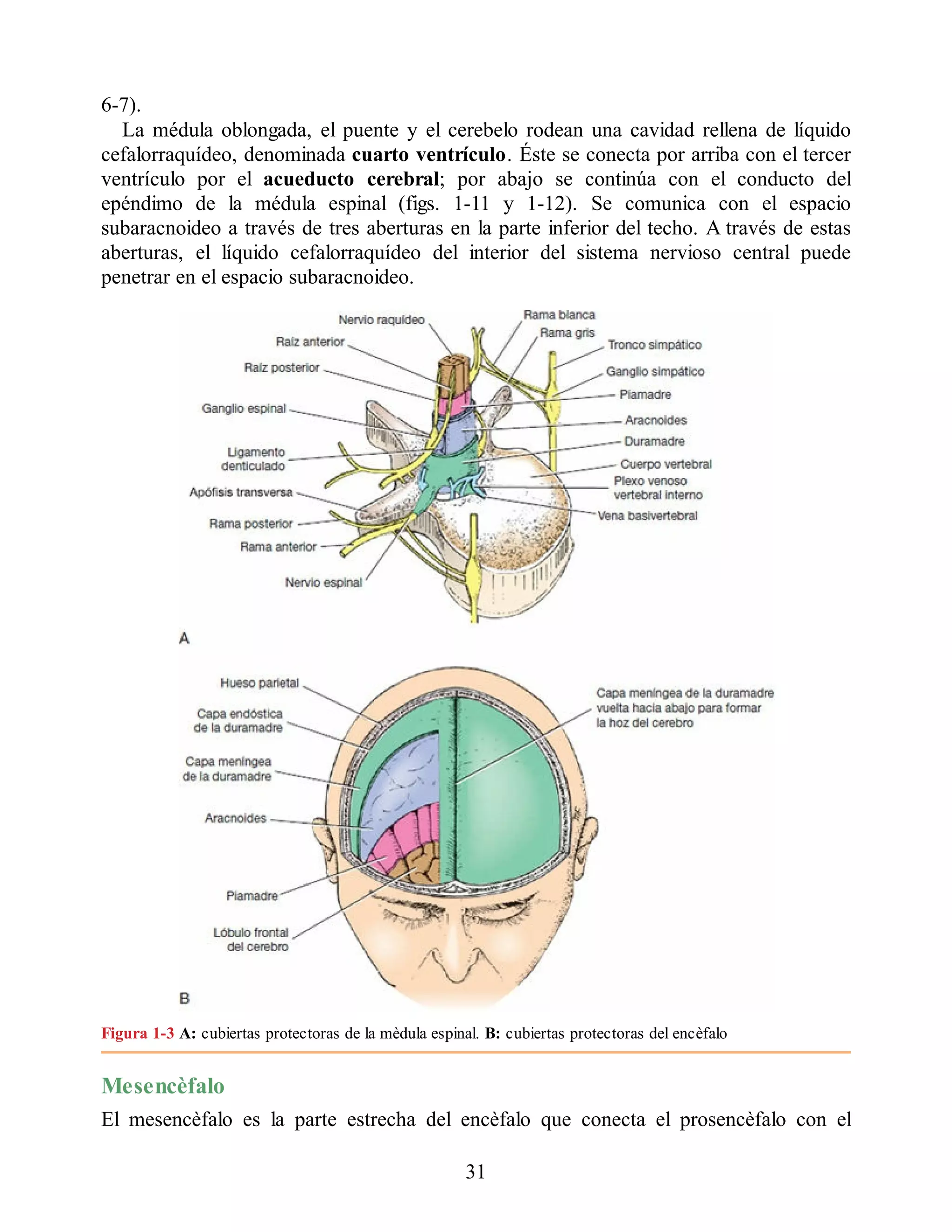 Neuroanatomia Clinica Snell 7a Edicion_booksmedicos.org.pdf