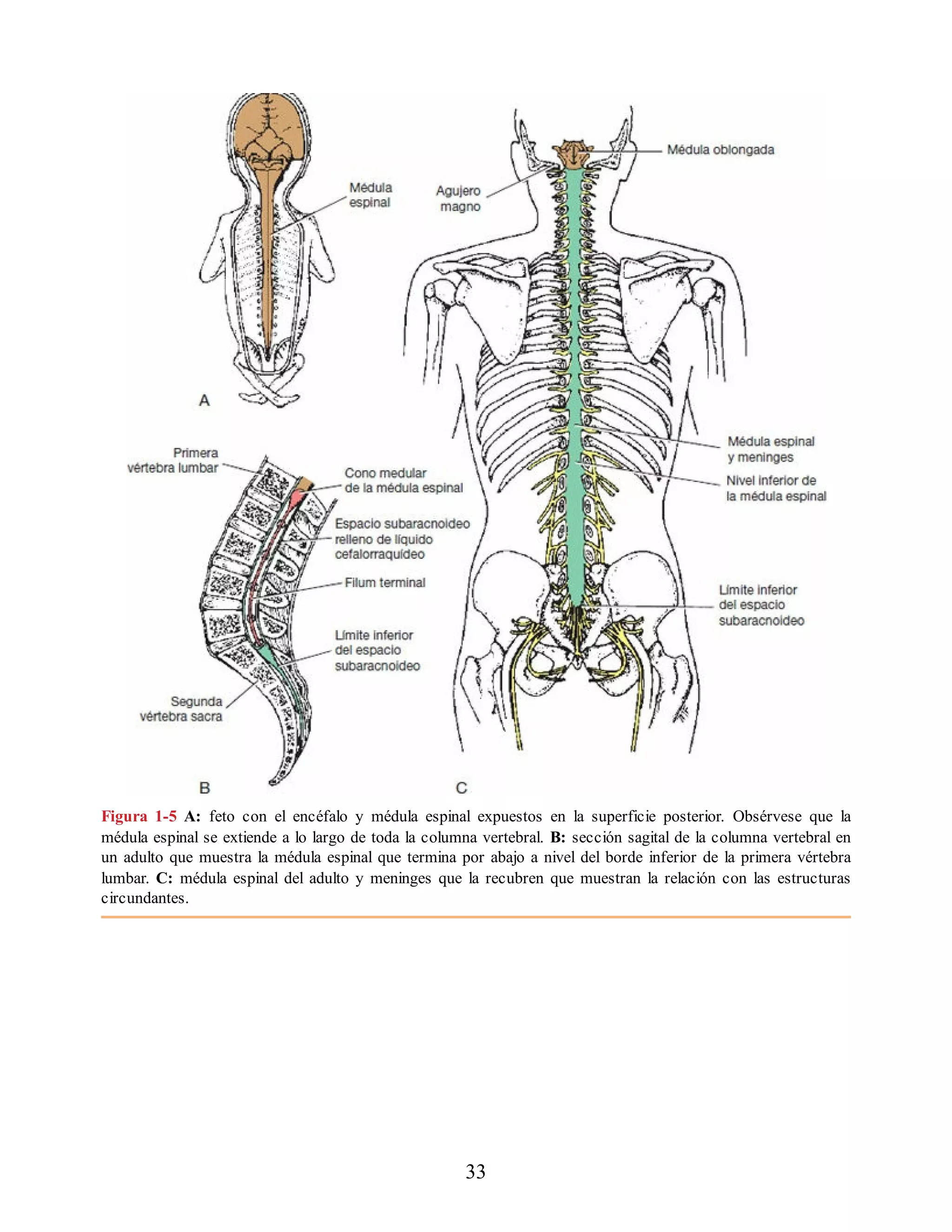 Neuroanatomia Clinica Snell 7a Edicion_booksmedicos.org.pdf