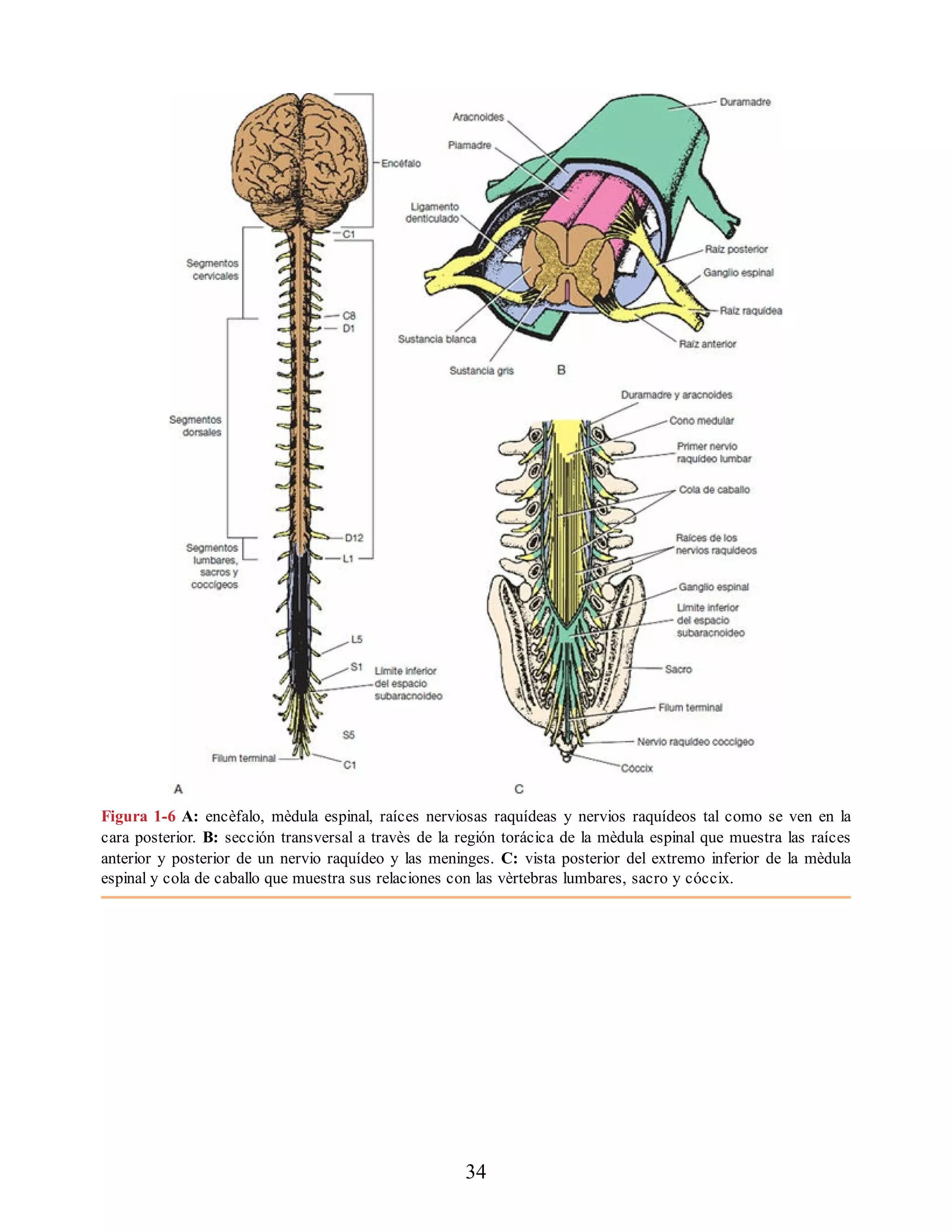 Neuroanatomia Clinica Snell 7a Edicion_booksmedicos.org.pdf