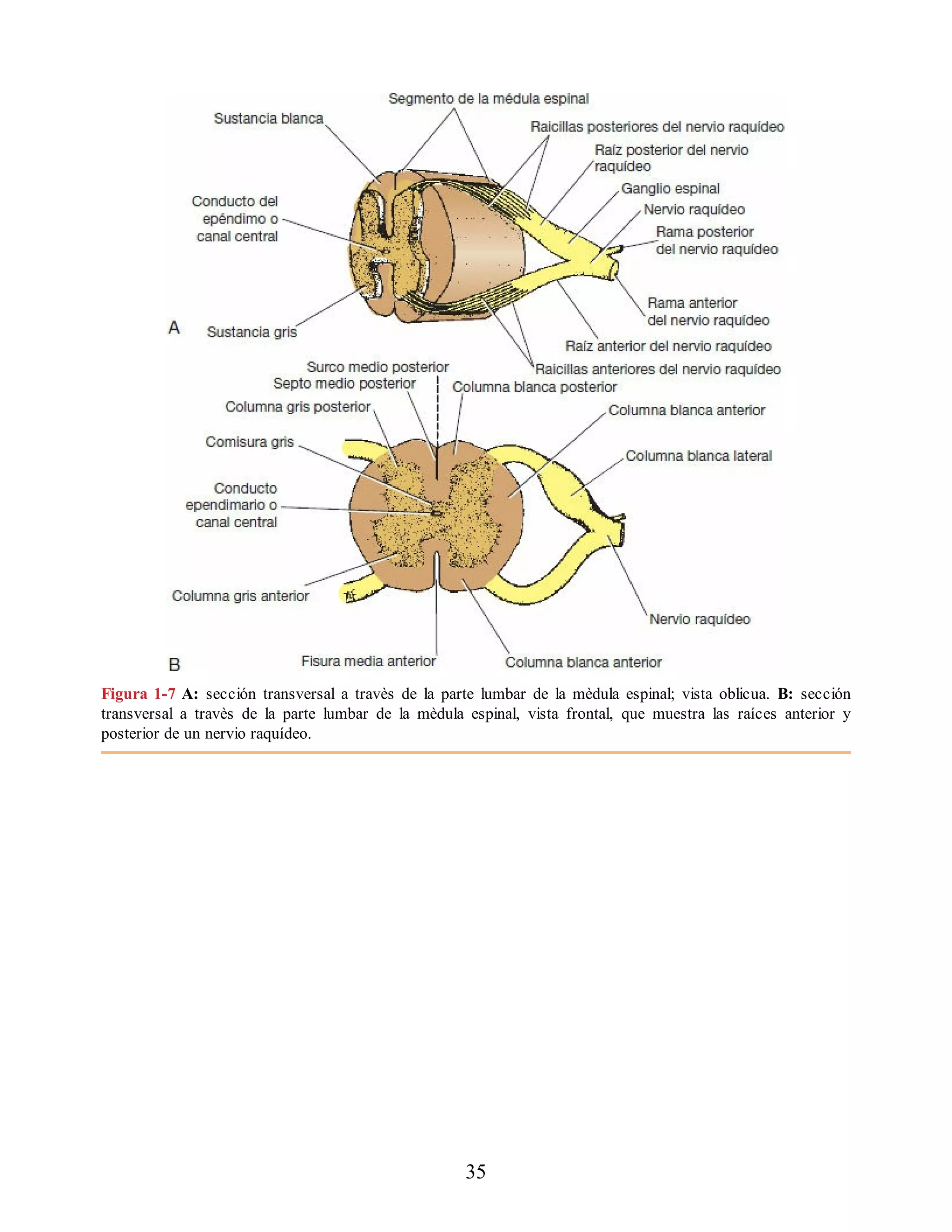 Neuroanatomia Clinica Snell 7a Edicion_booksmedicos.org.pdf