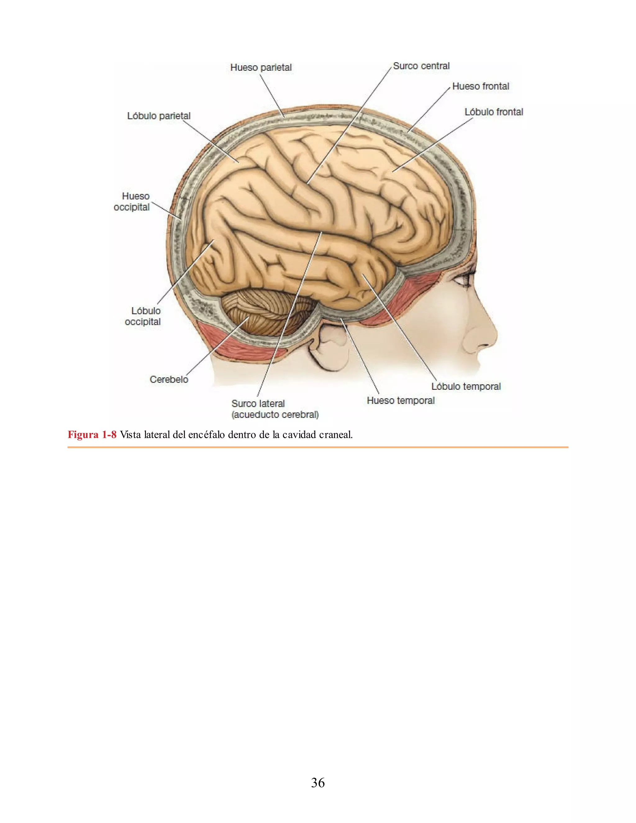 Neuroanatomia Clinica Snell 7a Edicion_booksmedicos.org.pdf