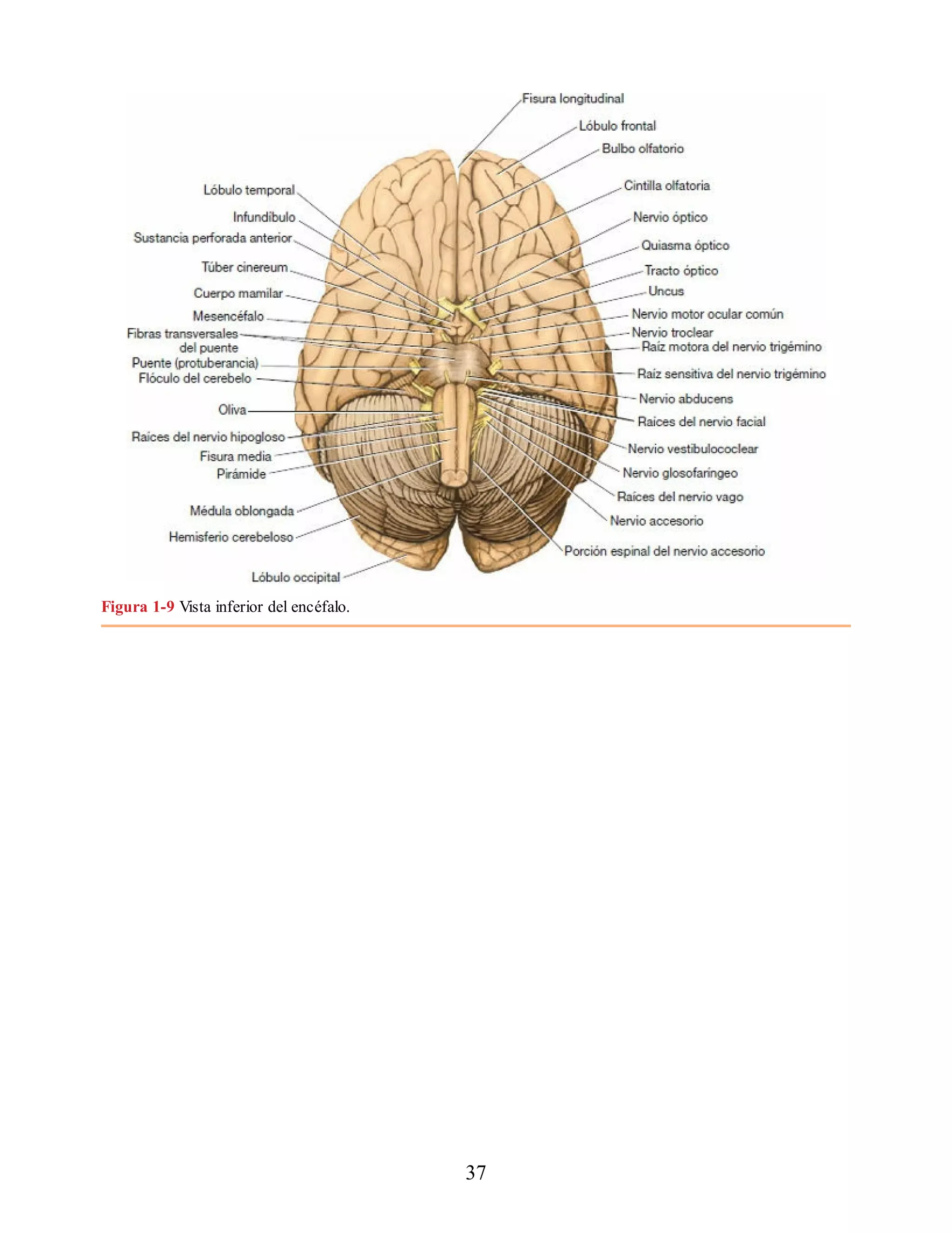 Neuroanatomia Clinica Snell 7a Edicion_booksmedicos.org.pdf
