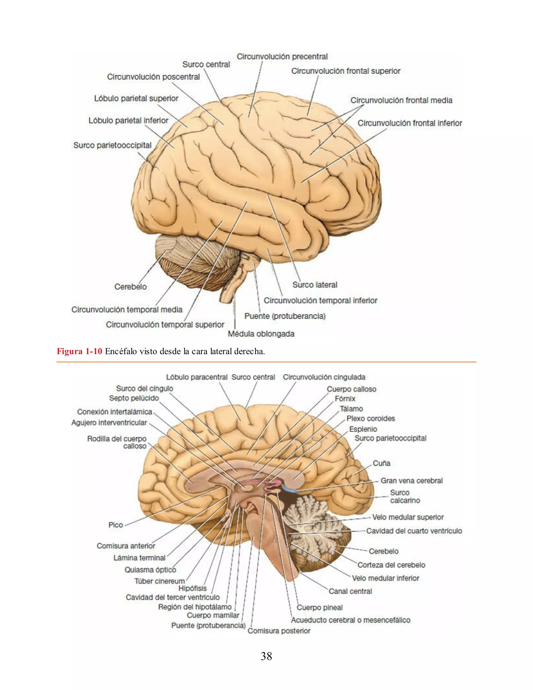 Neuroanatomia Clinica Snell 7a Edicion_booksmedicos.org.pdf